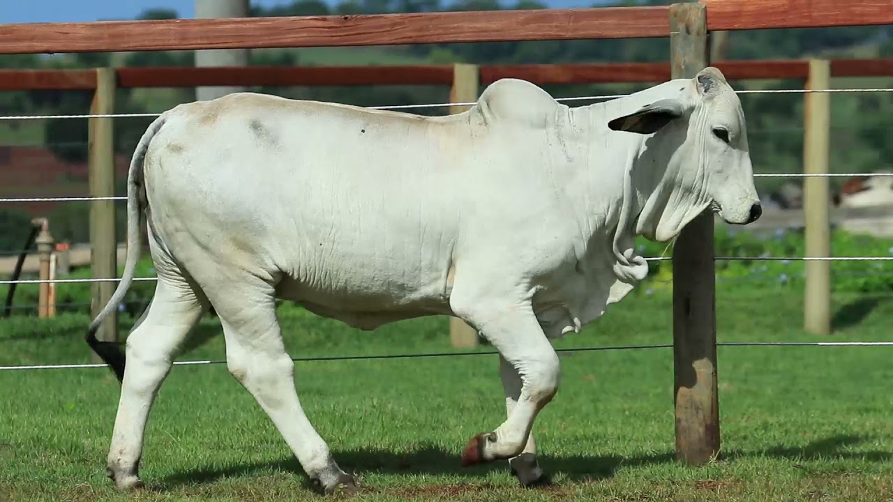 LOTE 29 - ARYB 1060 - YouTube