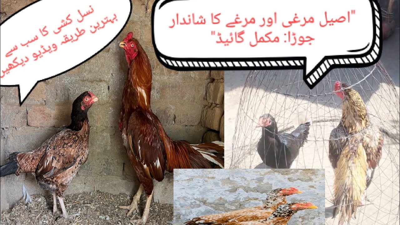 How To do line breed//Completd process Of line breding اصیل مرغی اور ...