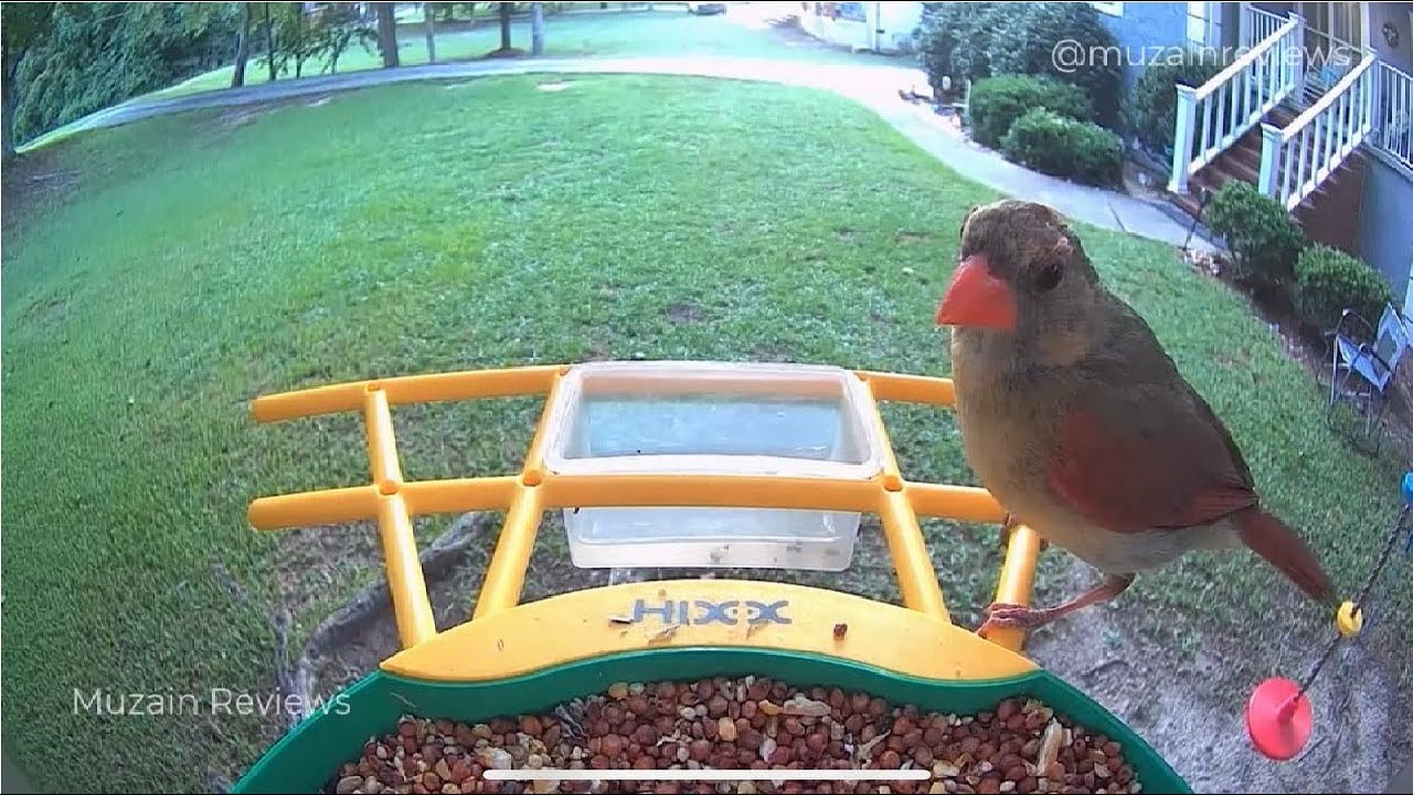 Unboxing—HIXX Smart Bird Feeder with Camera Product Review in ...