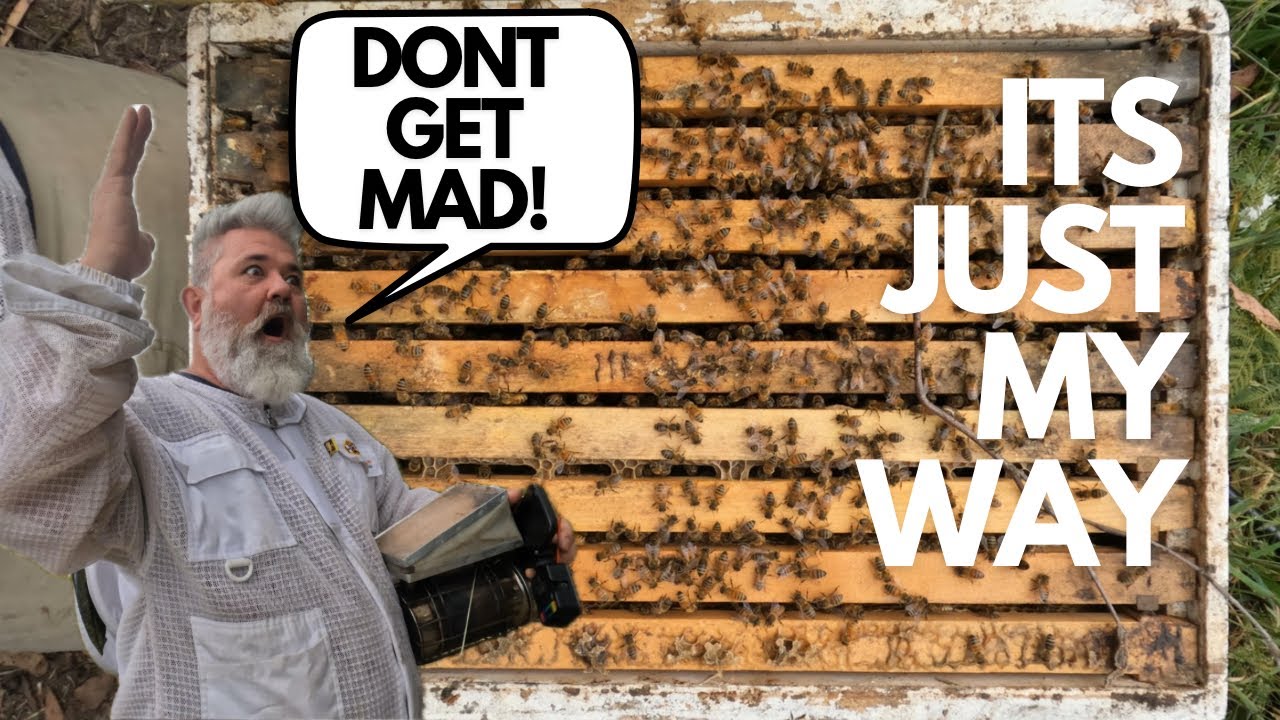 Just Because I Do It Doesn't Mean Its Right! Checker Boarding the Brood ...