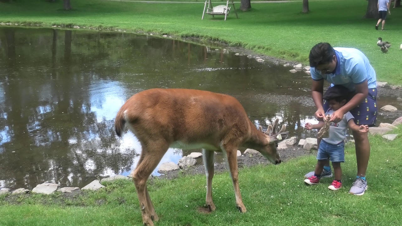 Fawn Doe Rosa Educational Park, Wisconsin /Deer Feeding - YouTube