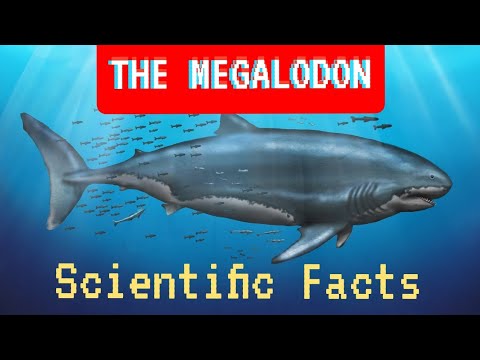 The Megalodon (history, scientific facts and extinction) - YouTube