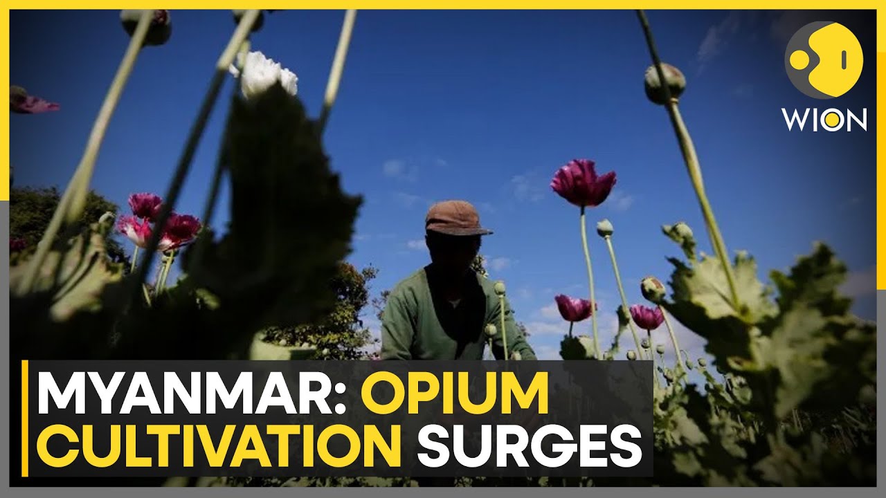 Myanmar: Opium cultivation surges, 65% rise in opium yield in 2 years ...