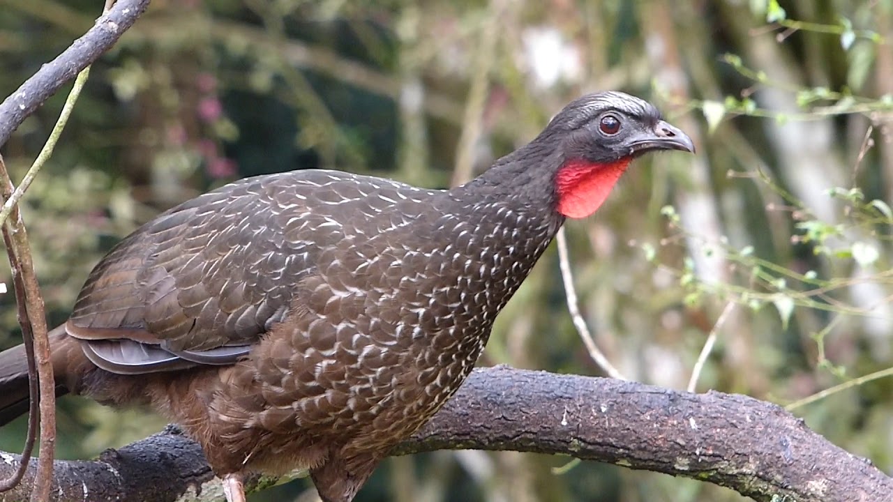 fauna brasileira sertaneja JACU NA FLORESTA animal selvagem silvestre ...