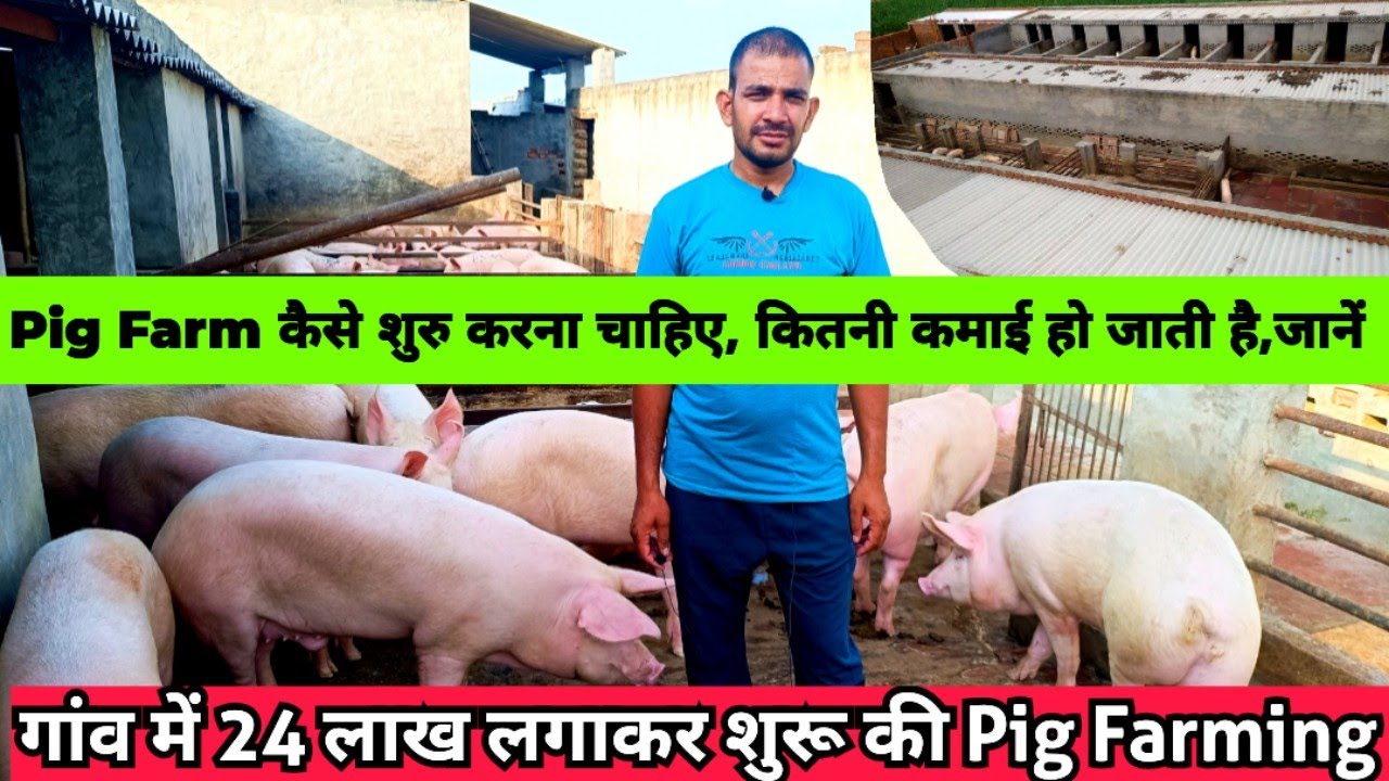 Pig farming business in Village // गांव में 24 लाख से शुरू किया पिग ...