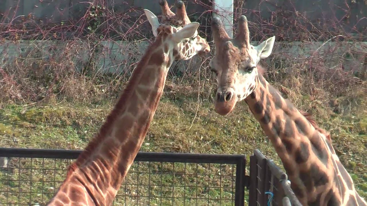 Giraffes Fight Full HD - YouTube
