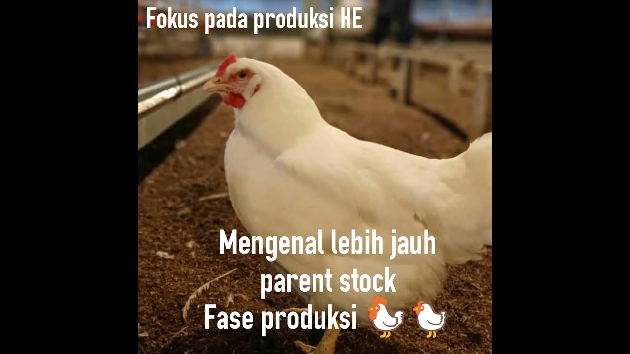 Mengenal lebih jauh Ayam Parent Stock Fase Produksi, Luar biasa ...
