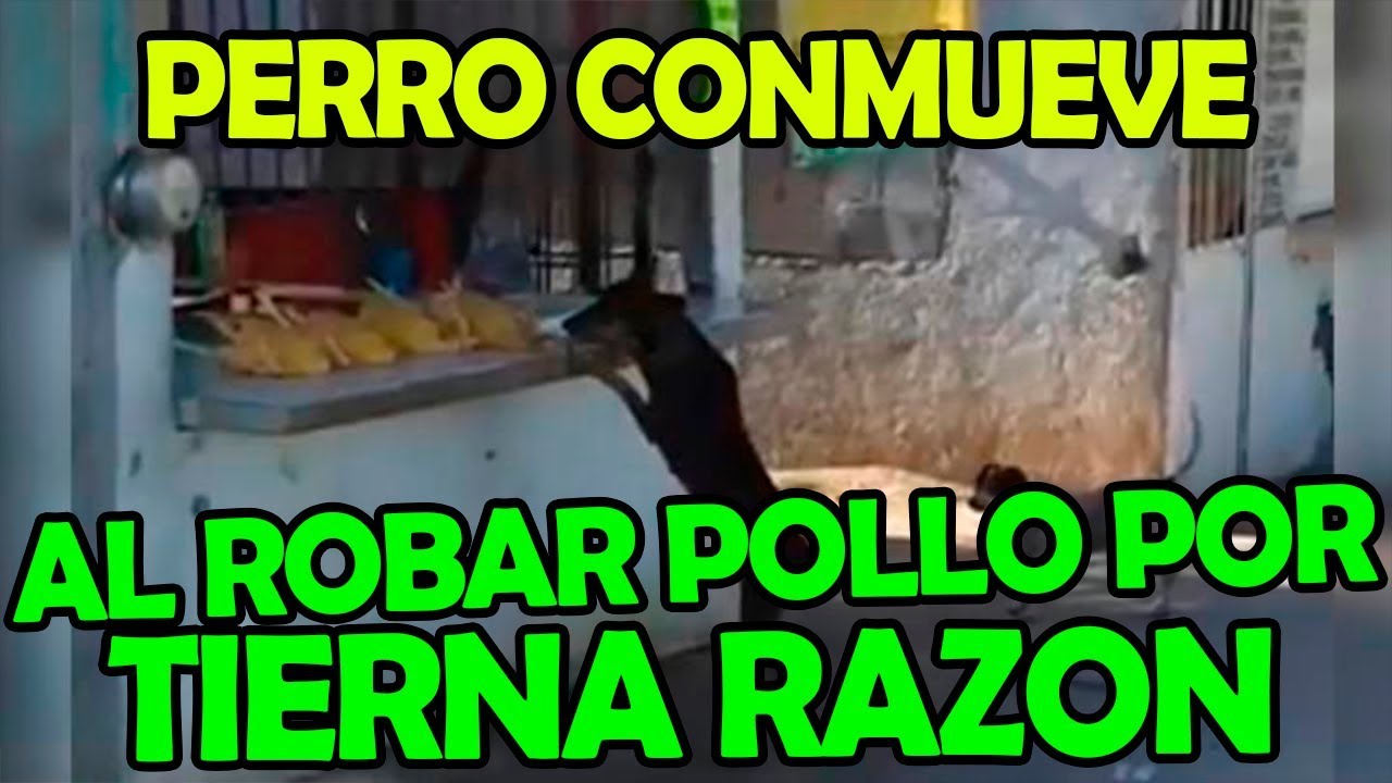 PERRO SE ROBA POLLO DE MERCADO VIRAL [VÍDEO] - YouTube