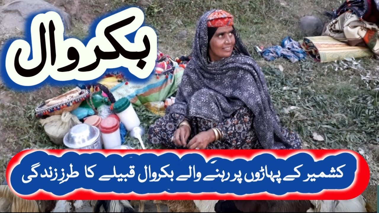 Bakerwal||Life Story Of Bakerwal Family||Bakerwal in Mountains Of ...