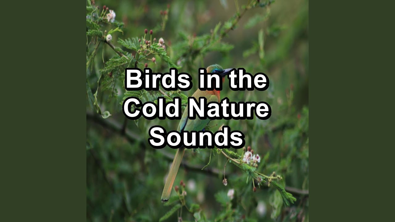 Birds Sounds Garden Bird Songs To Repeat for 20 Hours - YouTube