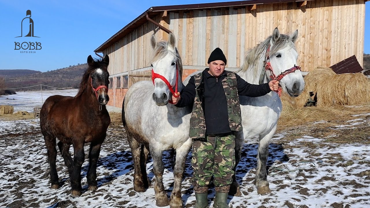 500 DE OI BREZE, VACI BĂLȚATE ȘI CAI SEMIGREI ÎN GOSPODĂRIA LUI BENI ...