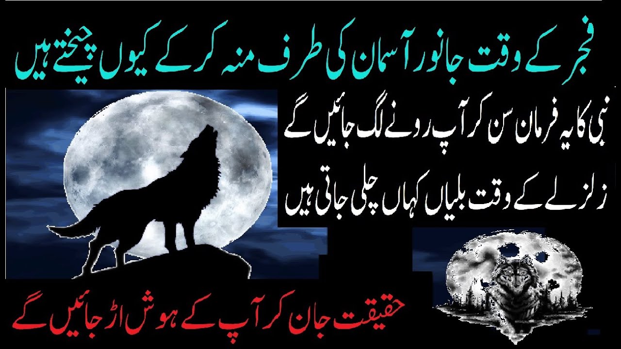 Hidden Secret | Why do All Animals Cry After Dawn on ? | Prophetic ...