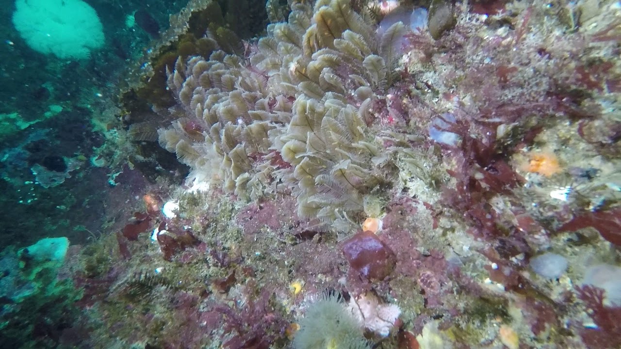 Long Island Wall Dive from Anacortes, WA, Part 17 - YouTube