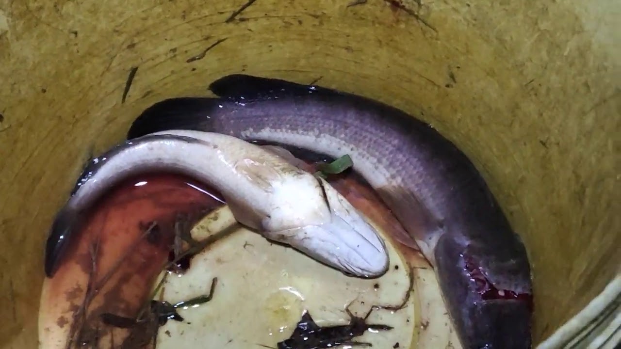 Fish catch at night time - YouTube