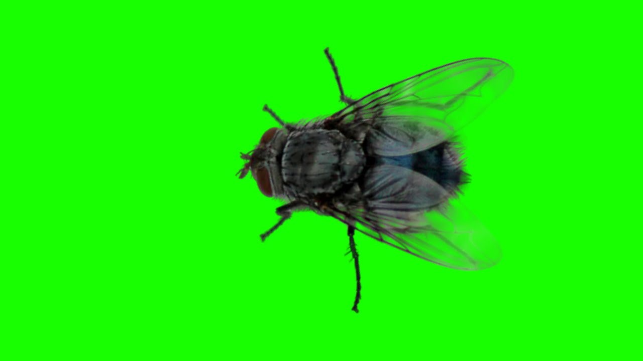 Disturbing panic real fly green screen free royalty footage - YouTube