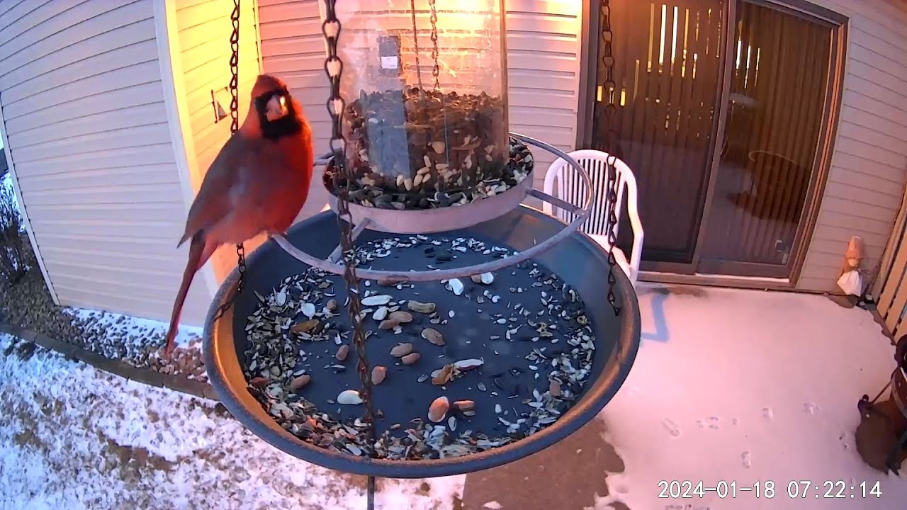 2024/01/18 - A female Northern Cardinal grabs a quick peanut to go ...