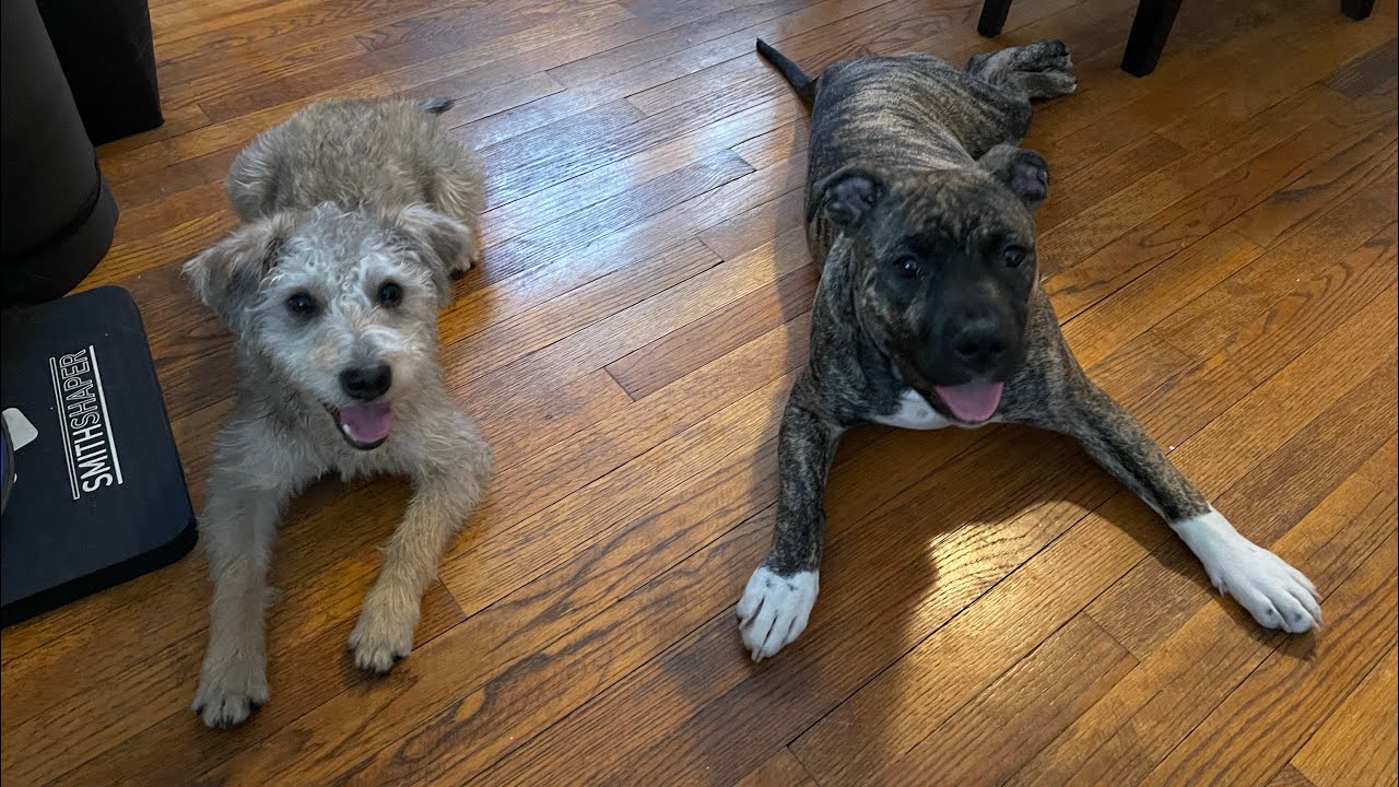 Puppy break #cute #lovepuppy #pitbull #terrier #shorts - YouTube