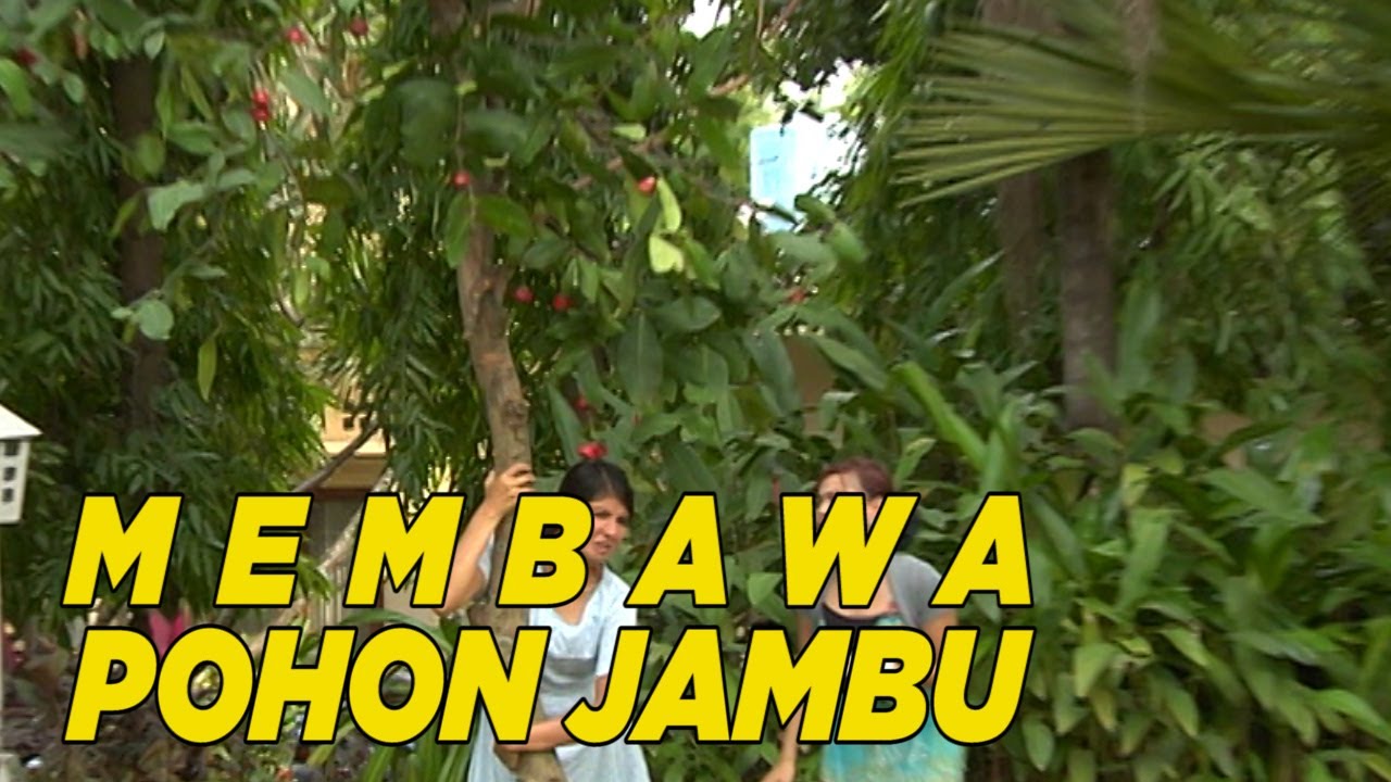 Bagaimana ya caranya mengangkat pohon jambu? | SKETSA - YouTube