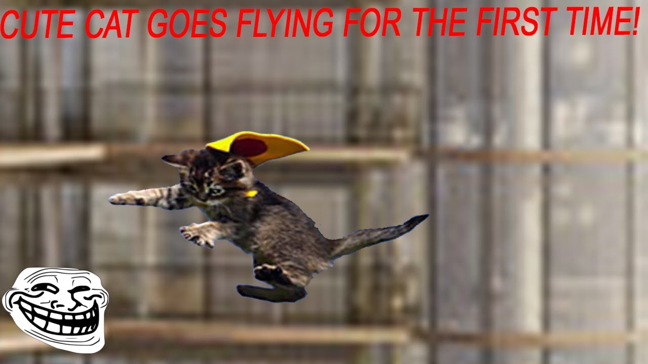 Cute Cat goes Flying listening to his Favorite Song! - YouTube
