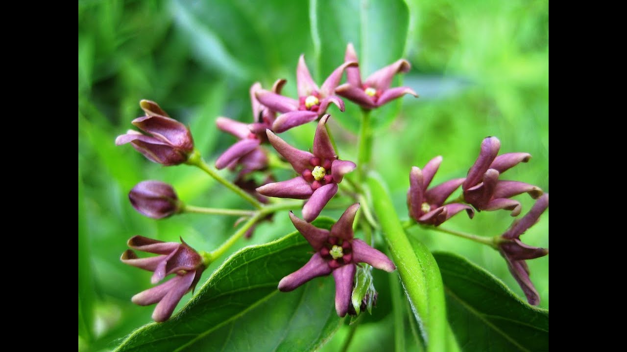 Invasive species |Ep 2 Dog Strangling Vine - YouTube