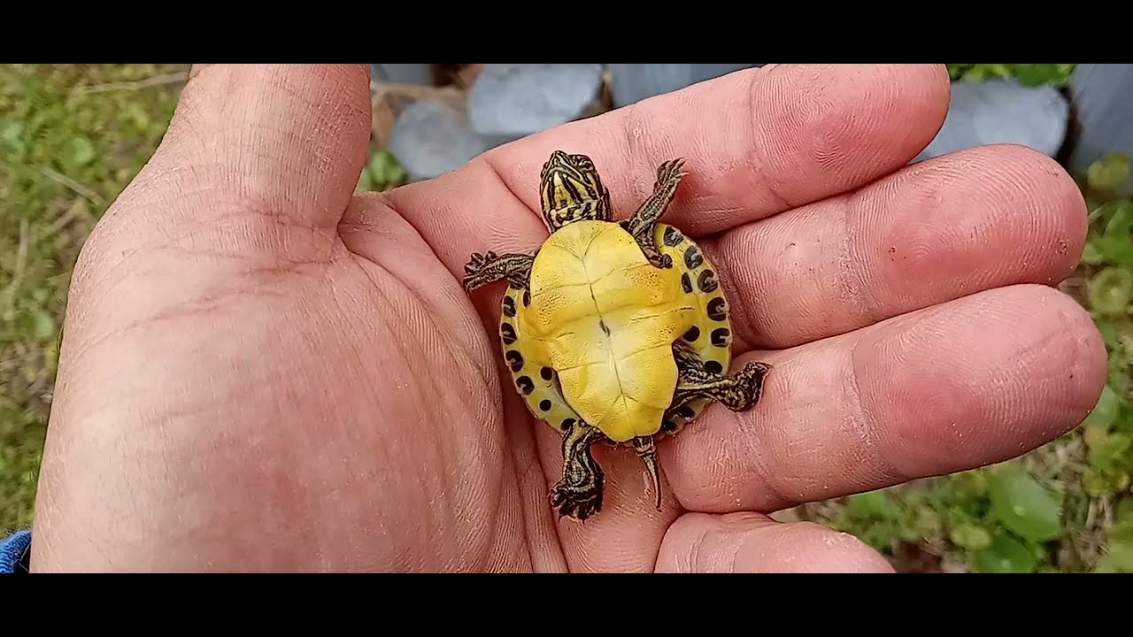 SMALLEST TURTLE I EVER CAUGHT - YouTube
