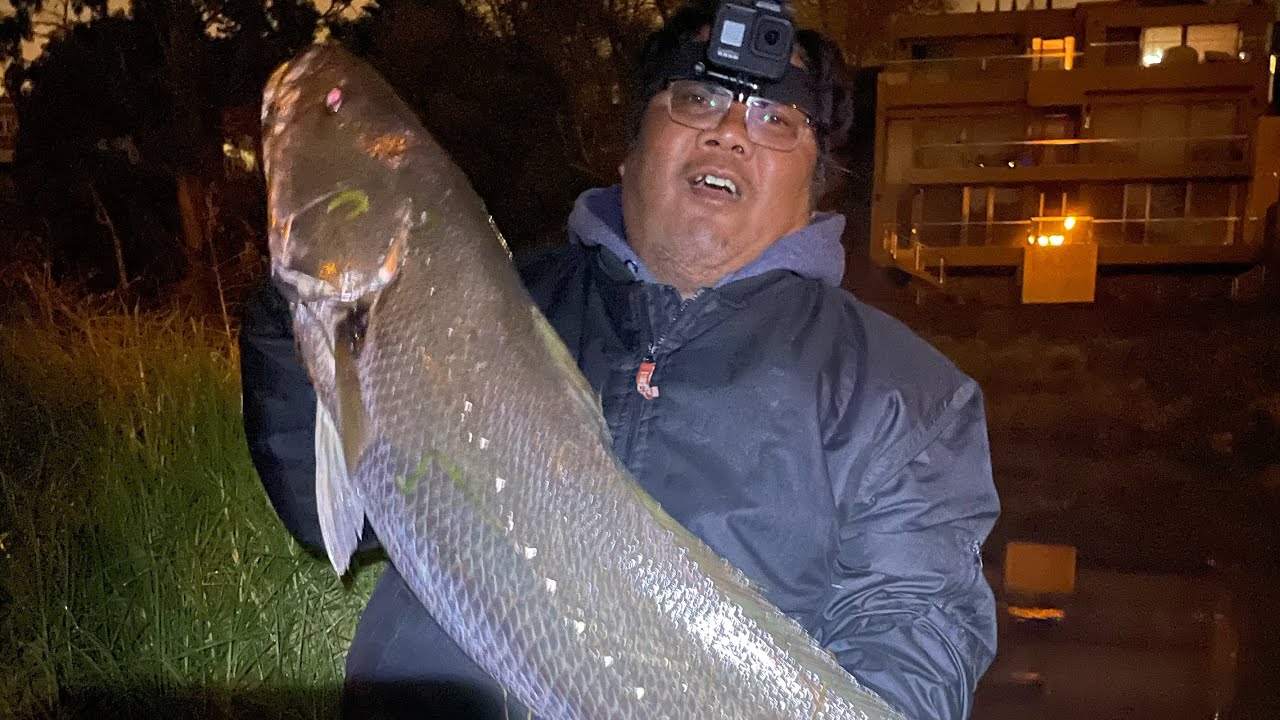 Hunting For huge Mulloway Jew fish 1 Meter Mulloway After The Lockdown ...