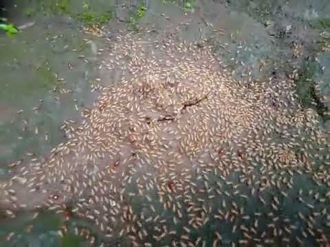 Proses Keluarnya Laron Dari Sarangnya#hewanunik - YouTube