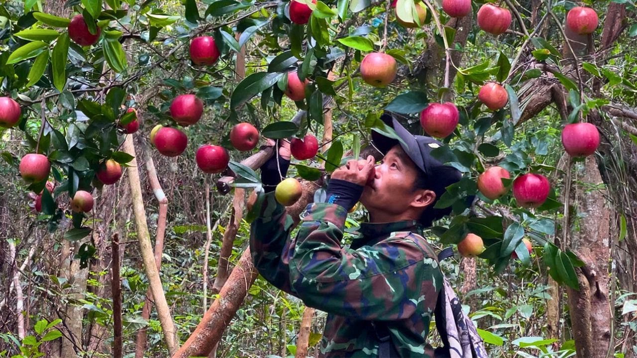 Surviving the Wild: Eating Forest Apples to Beat Hunger - YouTube