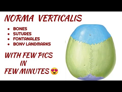NORMA VERTICALIS|Bones, Sutures, Fontanale, landmarks|2 minutes - YouTube