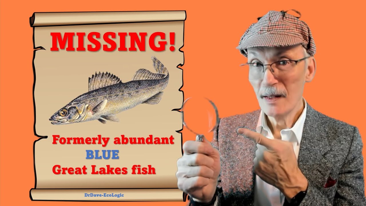 RETURN OF THE MISSING, THOUGHT TO BE EXTINCT, GREAT LAKES BLUE FISH ...