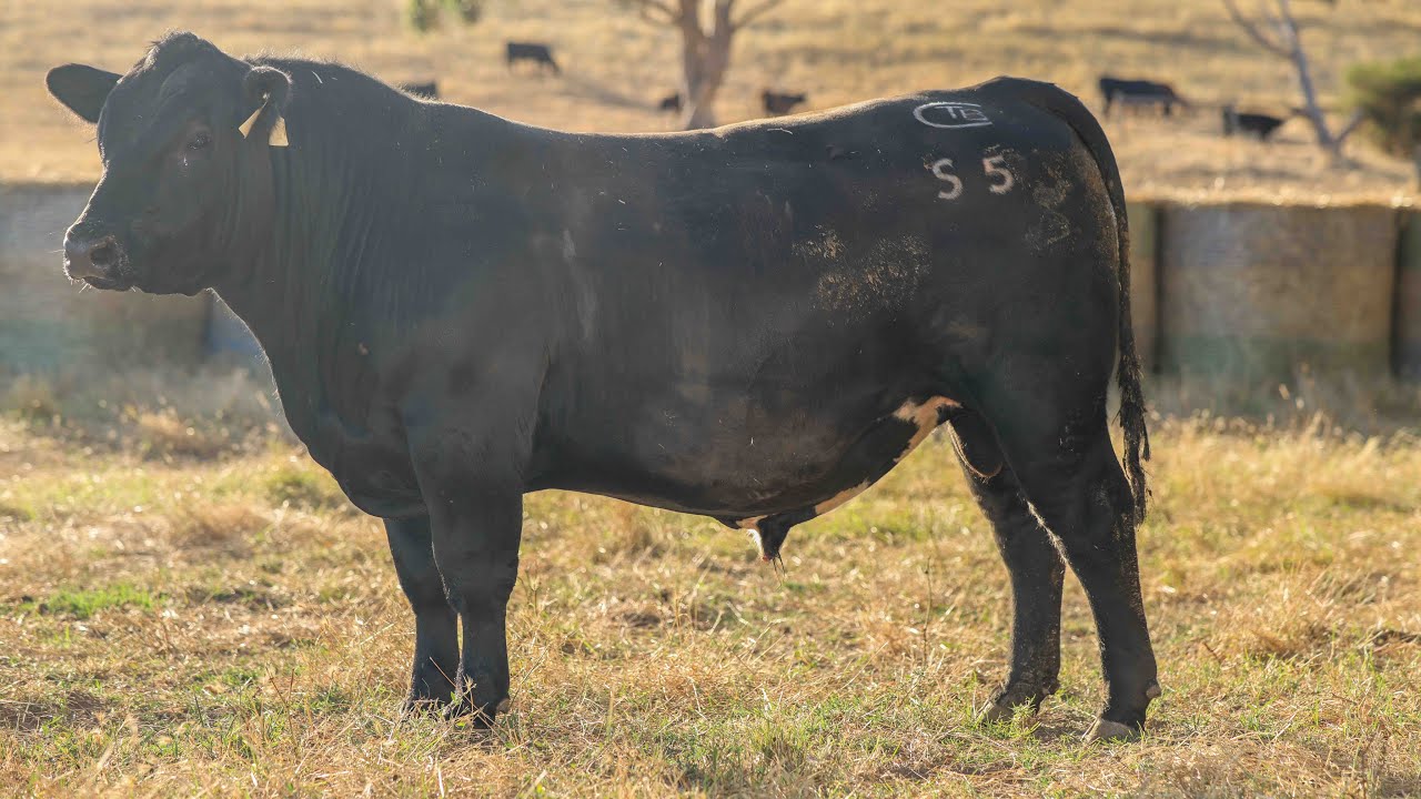 LOT 6 TOOPERANGUS BC STELLIOS SYR21S5 - YouTube