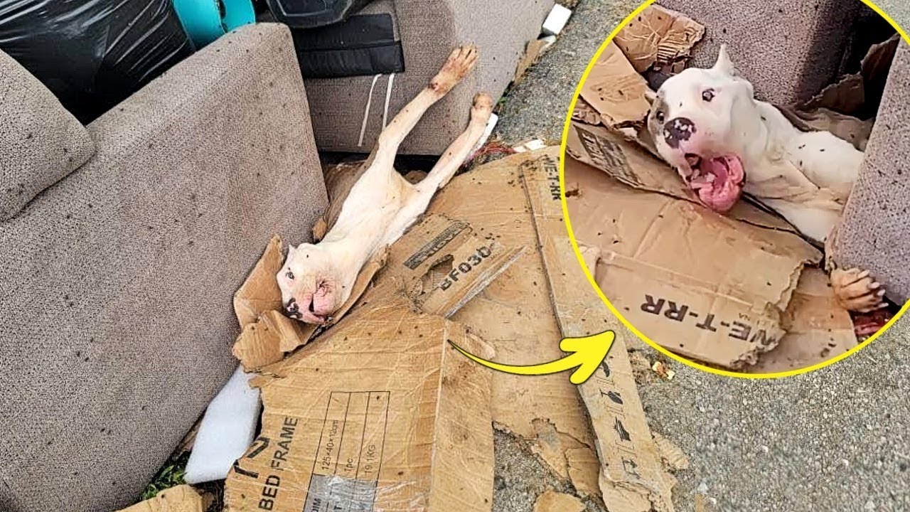 Dumped Beneath Crushed By Thrown-Out Couch, Emaciated Puppy Crawled Out ...