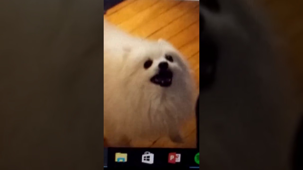 RIP GABE THE DOG - YouTube