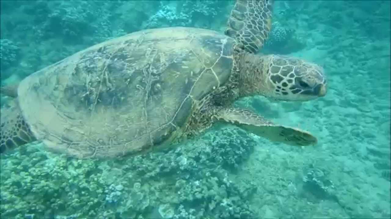 Maui Snorkeling - Sea Turtle, Kapalua Bay (2 of 3) - YouTube