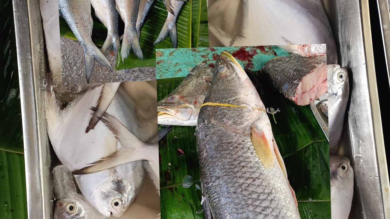 Bargachia fish market 🐠🐟 - YouTube