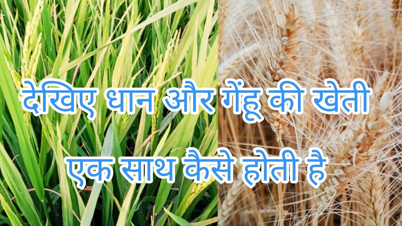 धान और गेंहू की खेती एक साथ, देखिए कैसे? #dhan_gehu ki kheti - YouTube