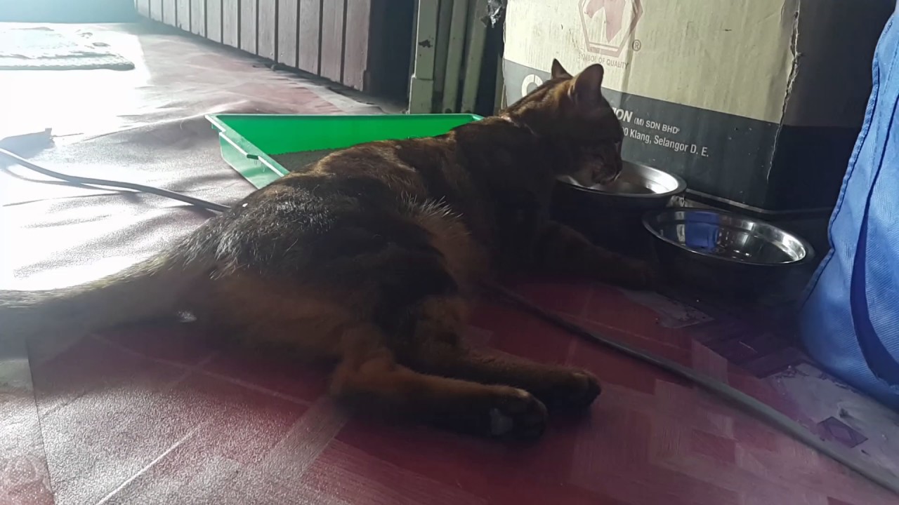 Lazy cat eating - YouTube