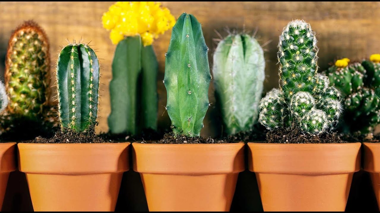 ¡100 Variedades de cactus que te encantará! - YouTube