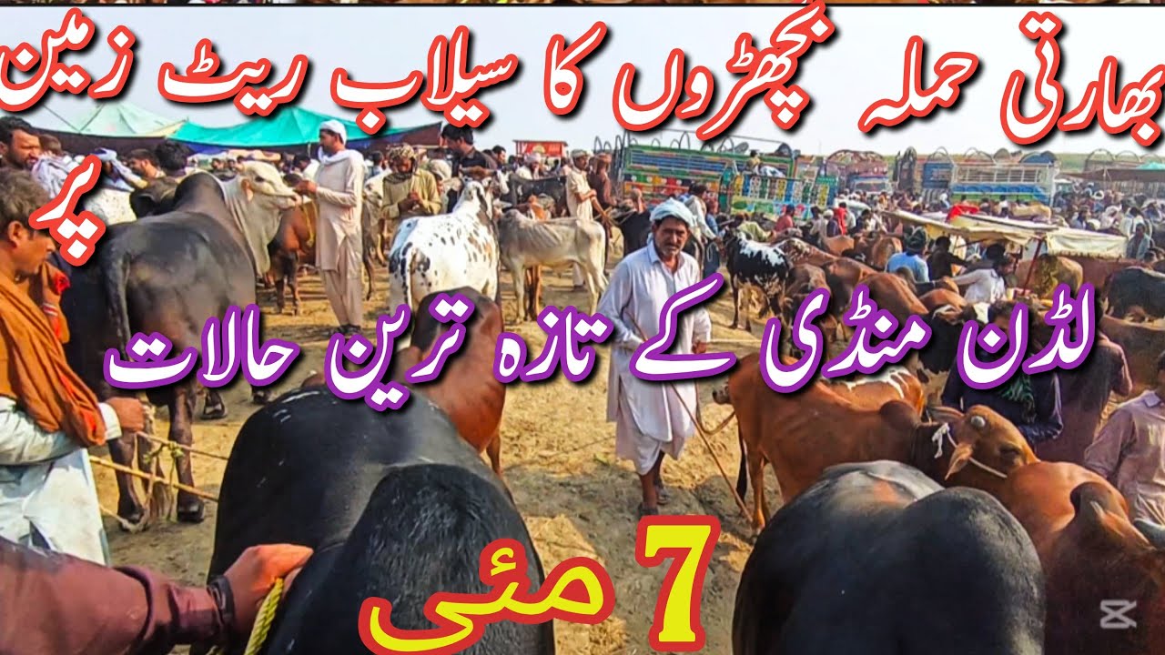 Luddan Mandi Latest Update || Qurbani 2025 Price In Pakistan || Sahiwal ...