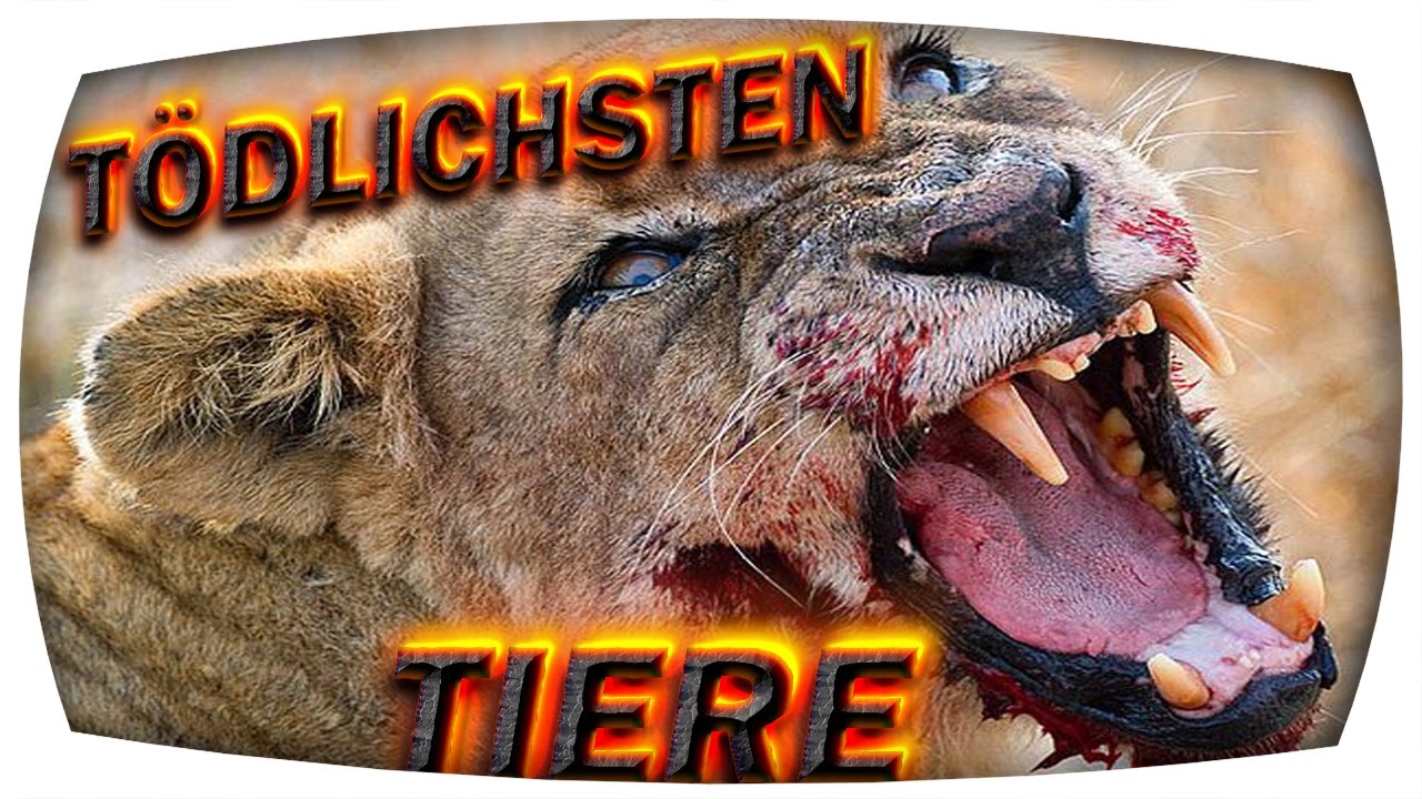 Die Todlichsten Tiere Top 7