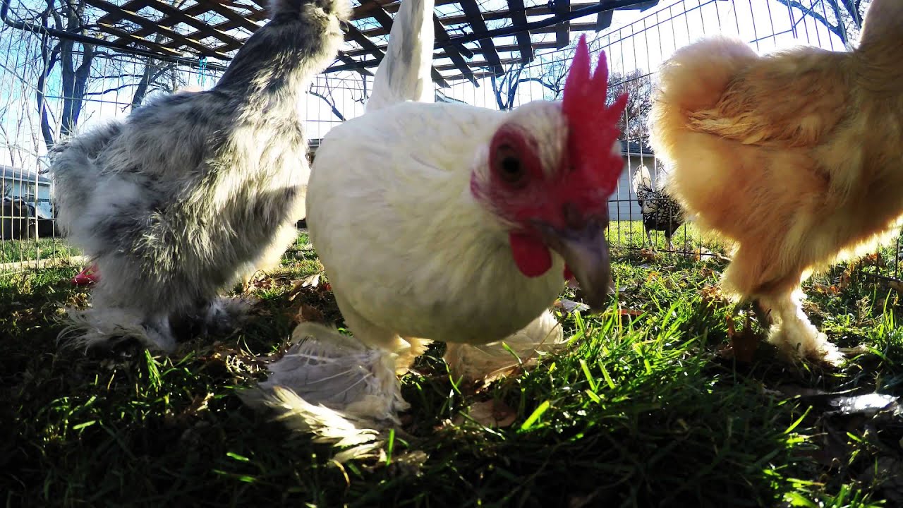 Suburban Farm in 4k - YouTube