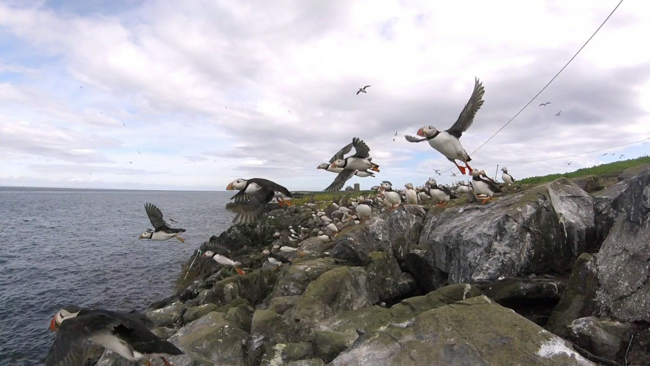 Puffins flying - YouTube