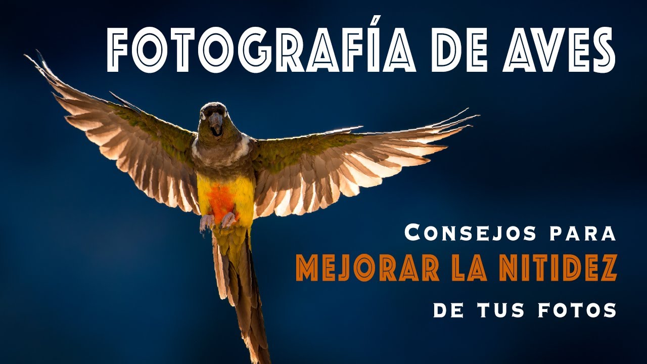 FOTOGRAFÍA DE AVES: mejora la NITIDEZ de tus FOTOS - YouTube