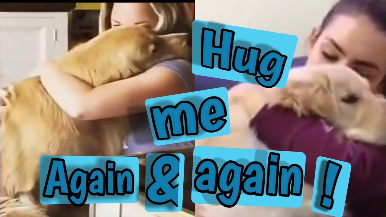 Adorable Dog getting hug by their owner Animal's compliation 2021 heart ...
