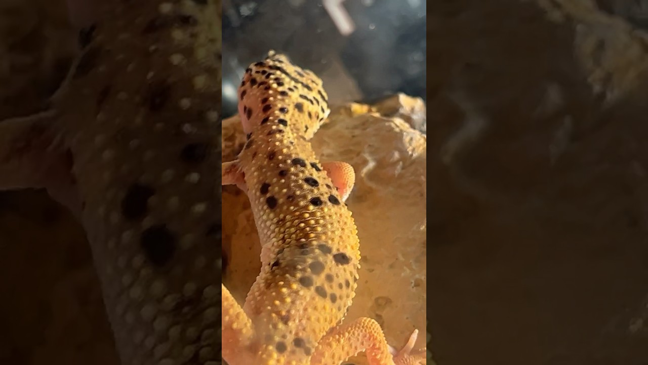 Ziggy The Leopard Gecko Eating Dinner! 🦗- TW: Bugs 🦗 - YouTube