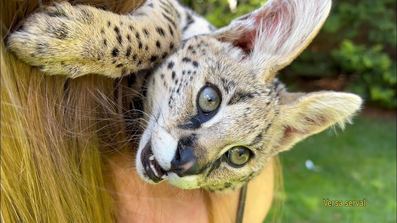 A moment of tenderness with a wild beast ️serval cat Versa - YouTube