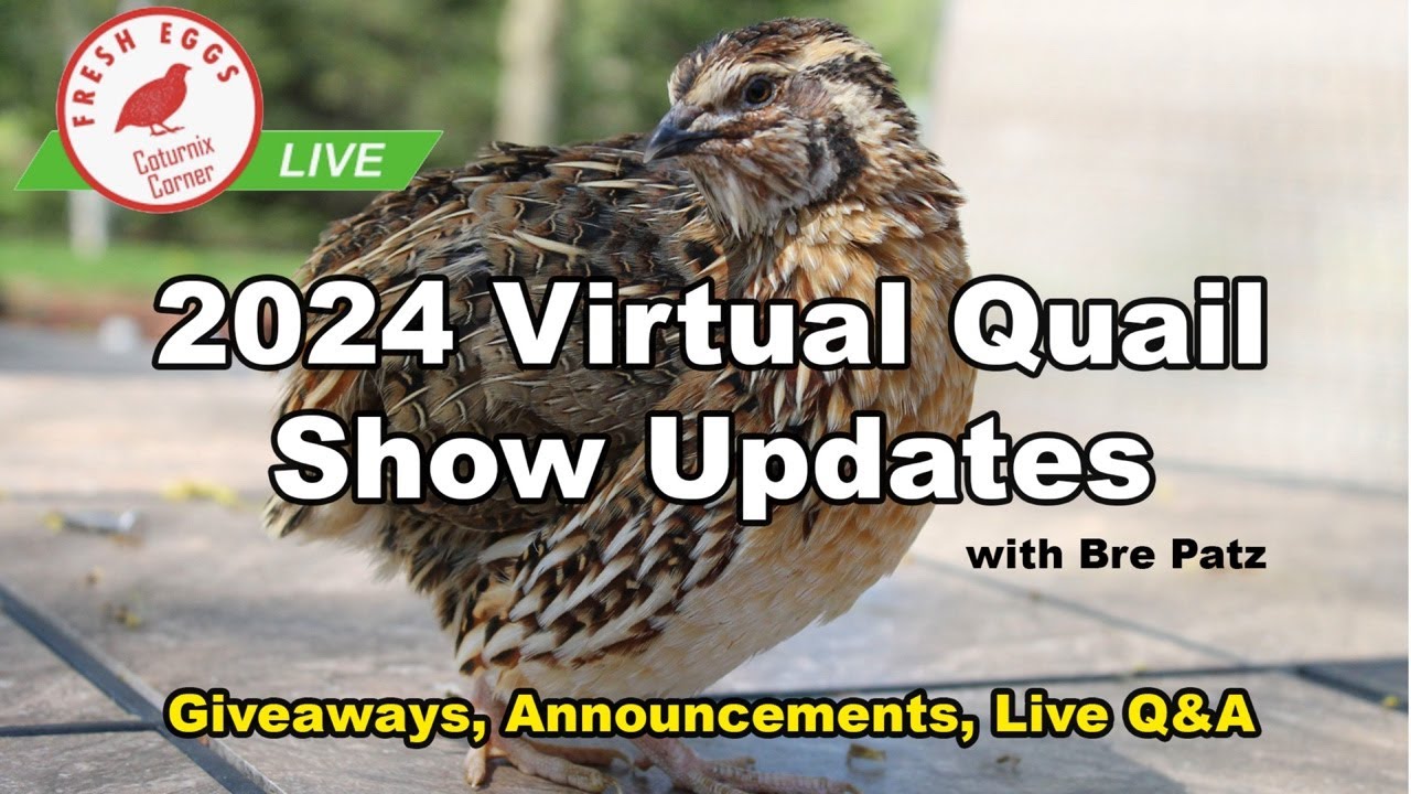 2024 Virtual Quail Show Updates - Coturnix Corner LIVE - YouTube