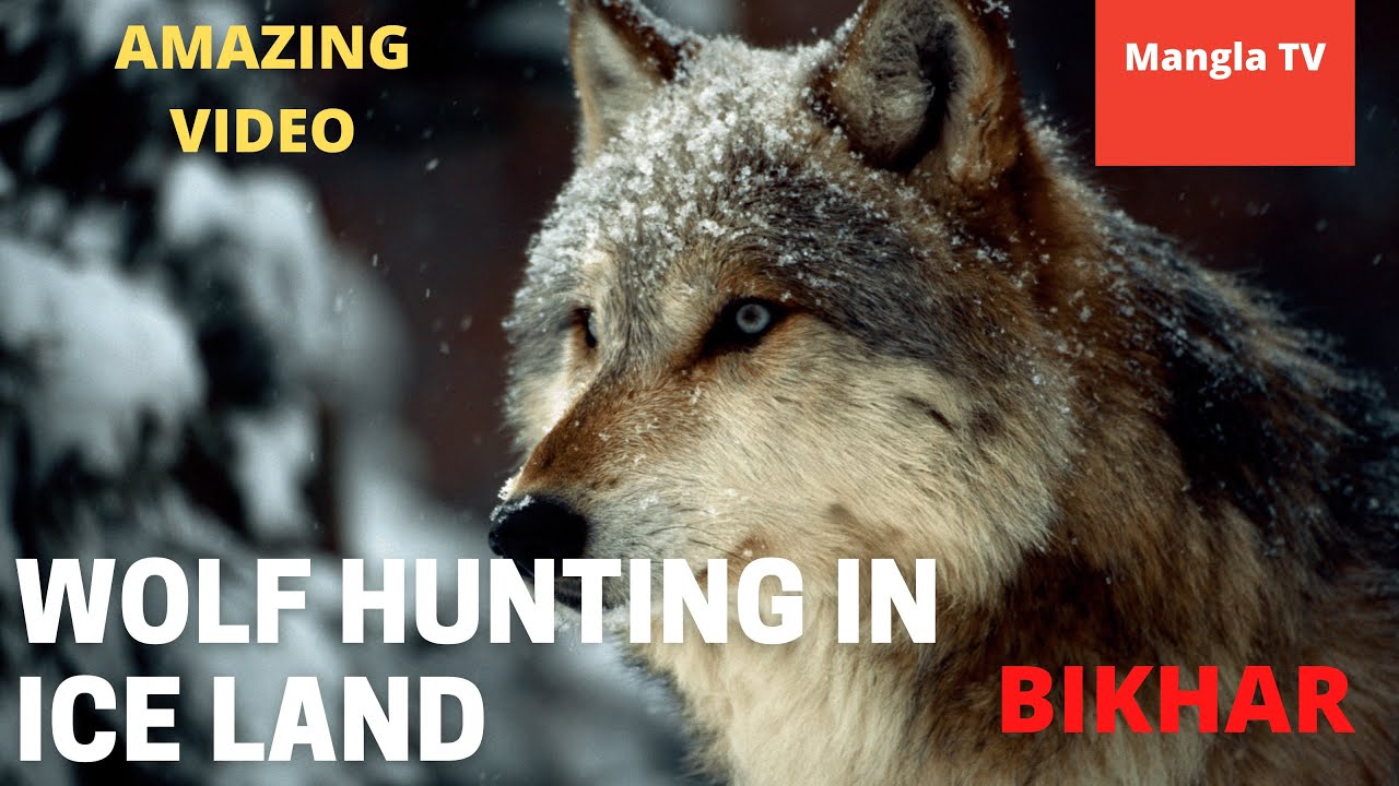 Wolf hunting in Iceland - YouTube