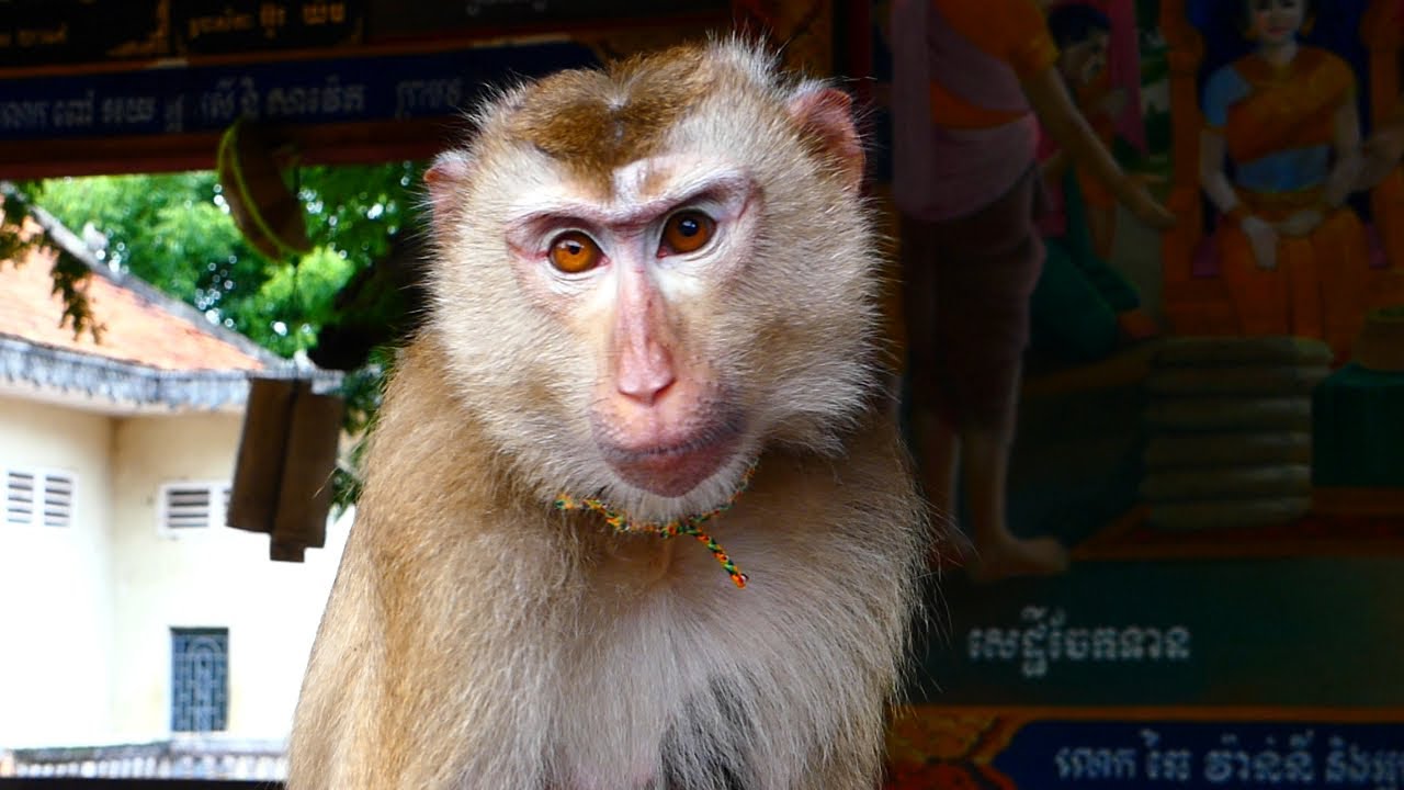 Poor Released Female Monkey Seems Look Scared Of Monkeys Around Her ...