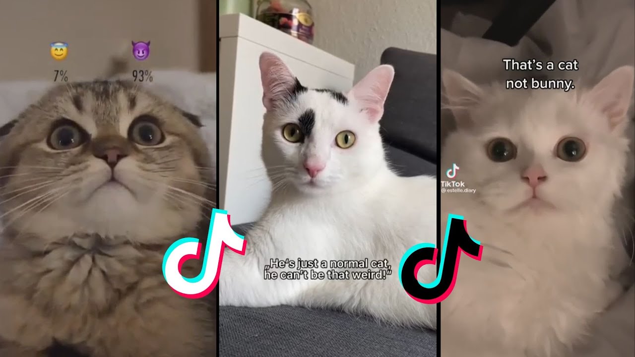 Funny Cats 2022 October - Cute Cats tiktok Compilation - YouTube
